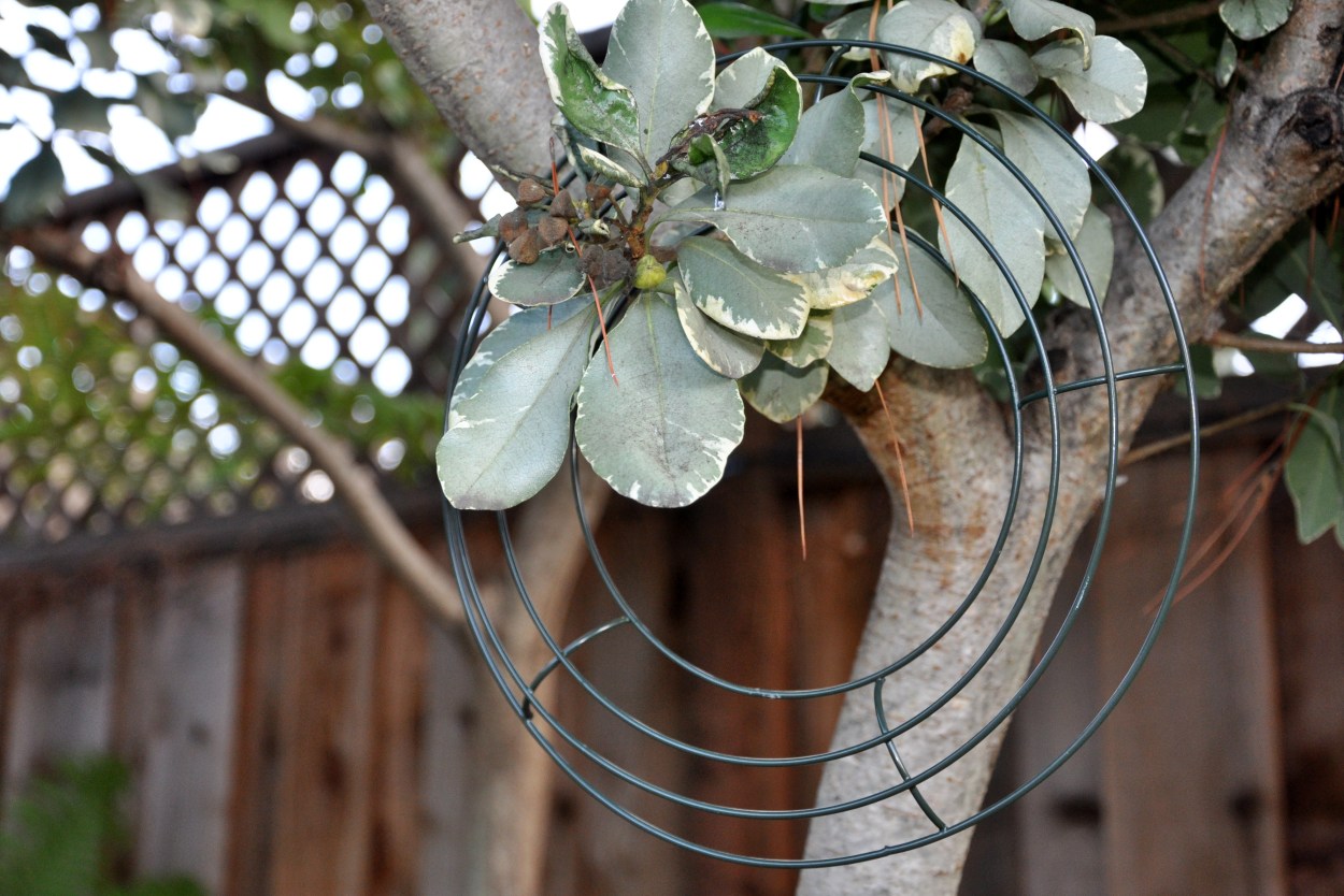 DIY Nesting Wreath – Gardening Nirvana