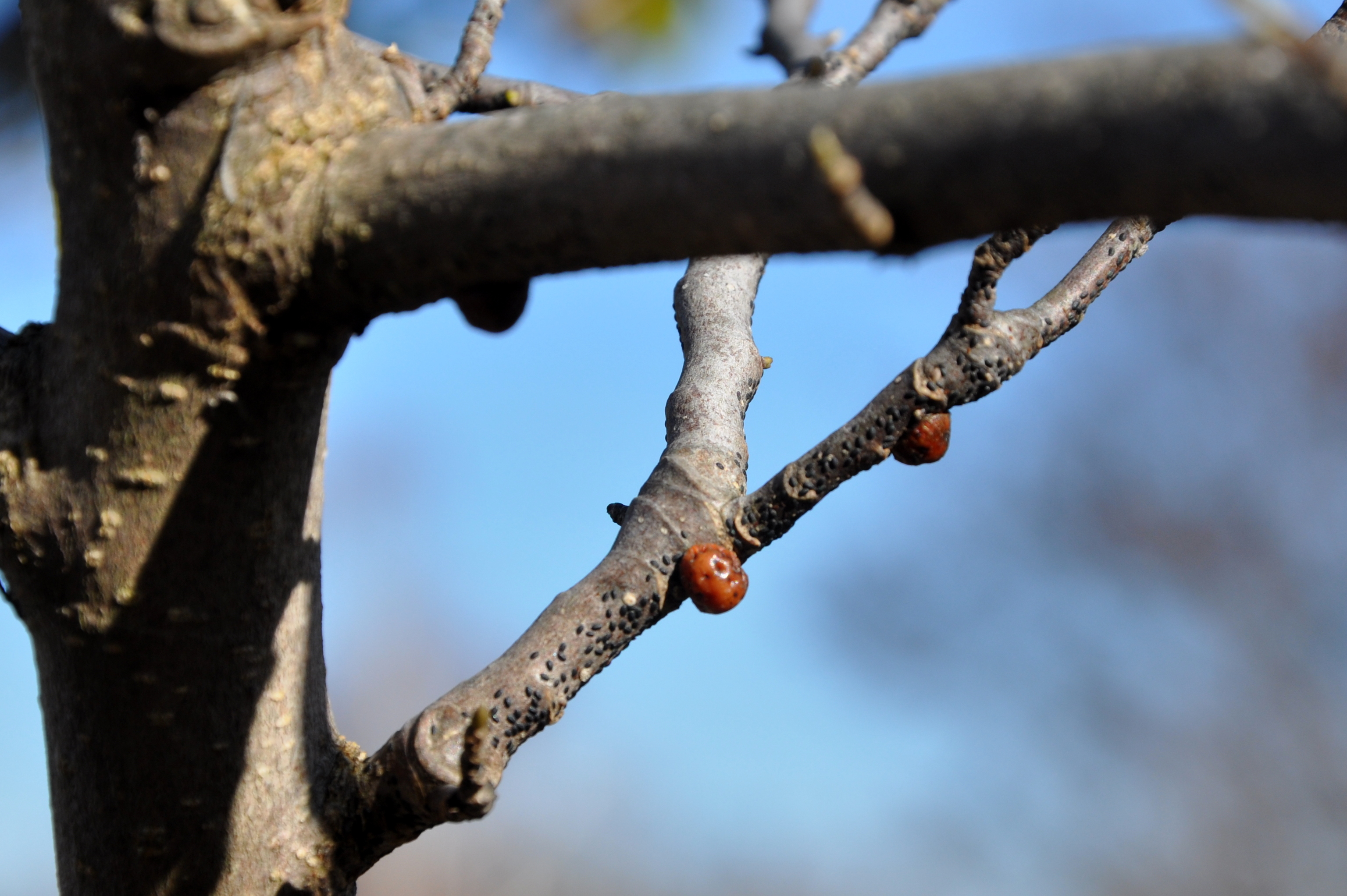 Magnolia Scale: It’s Not For Wimps – Gardening Nirvana