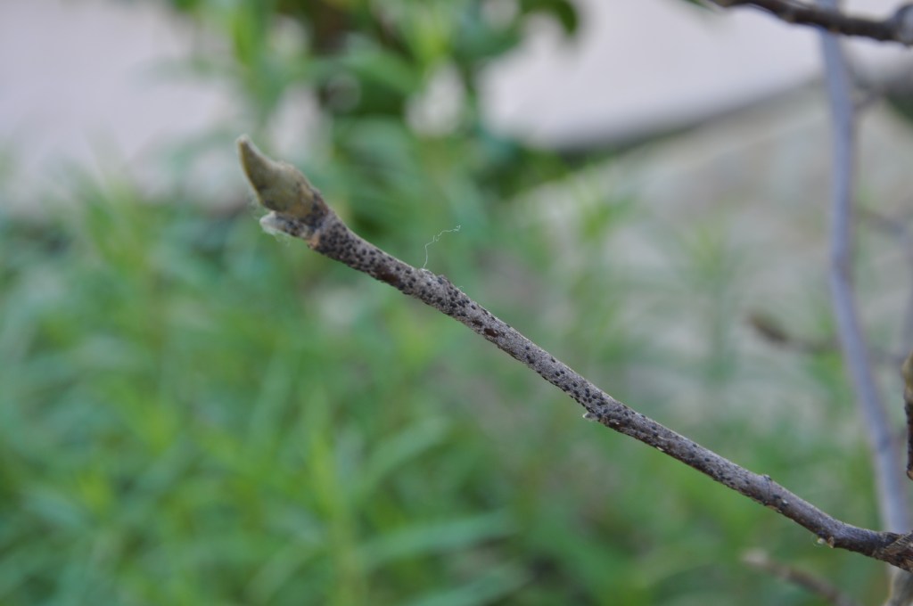 Magnolia Scale: It’s Not For Wimps – Gardening Nirvana