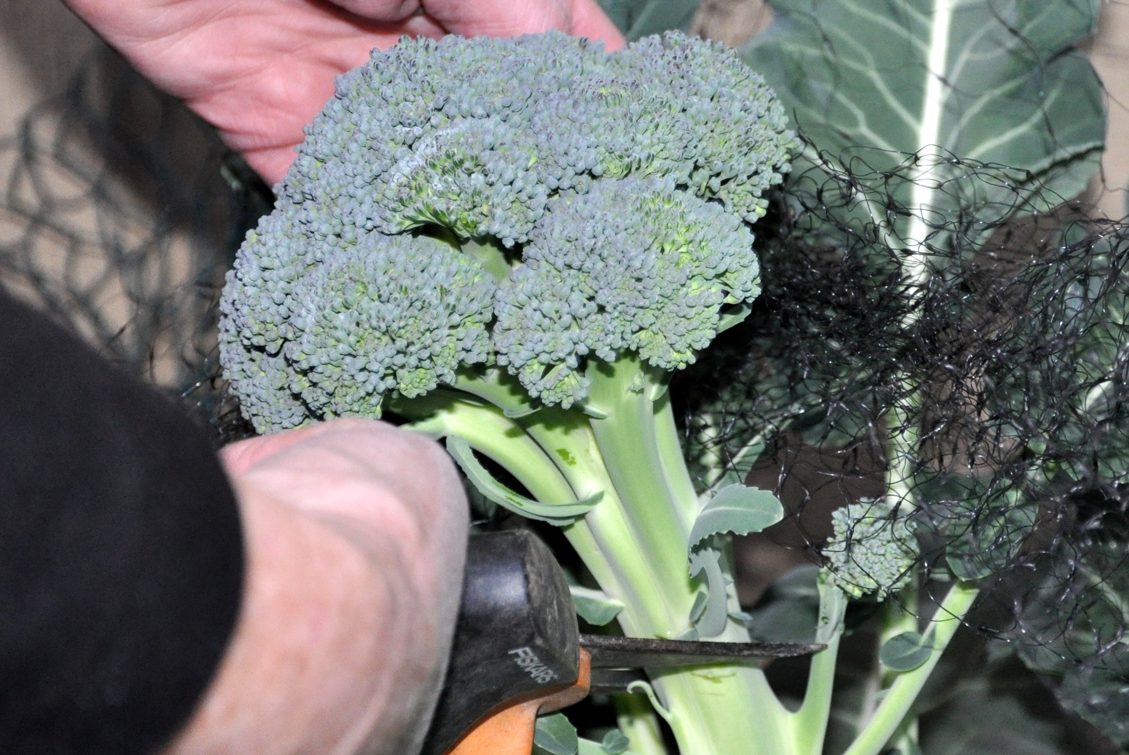 The Joy of Gardening: Eating What You Grow – Gardening Nirvana