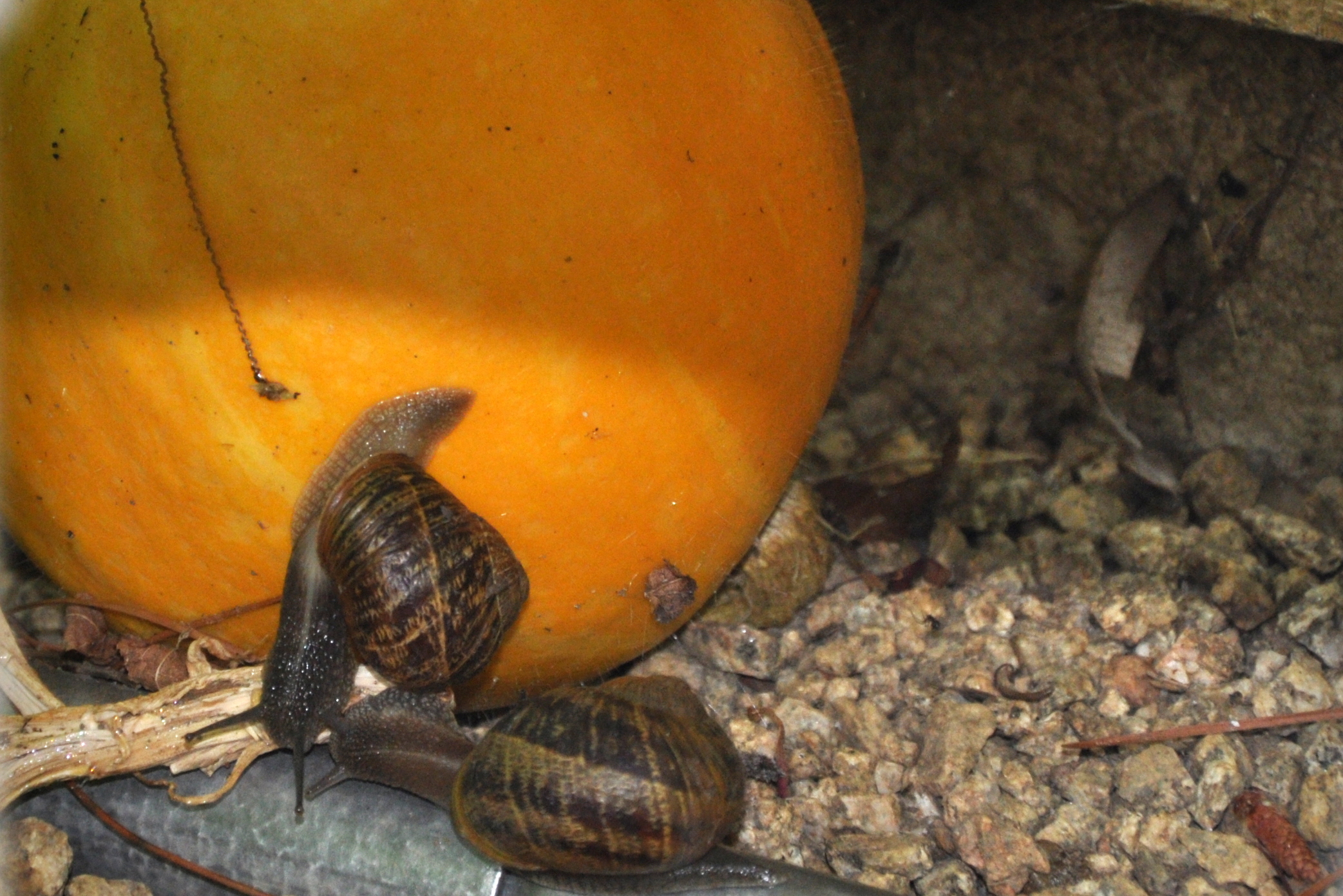 snails – Gardening Nirvana