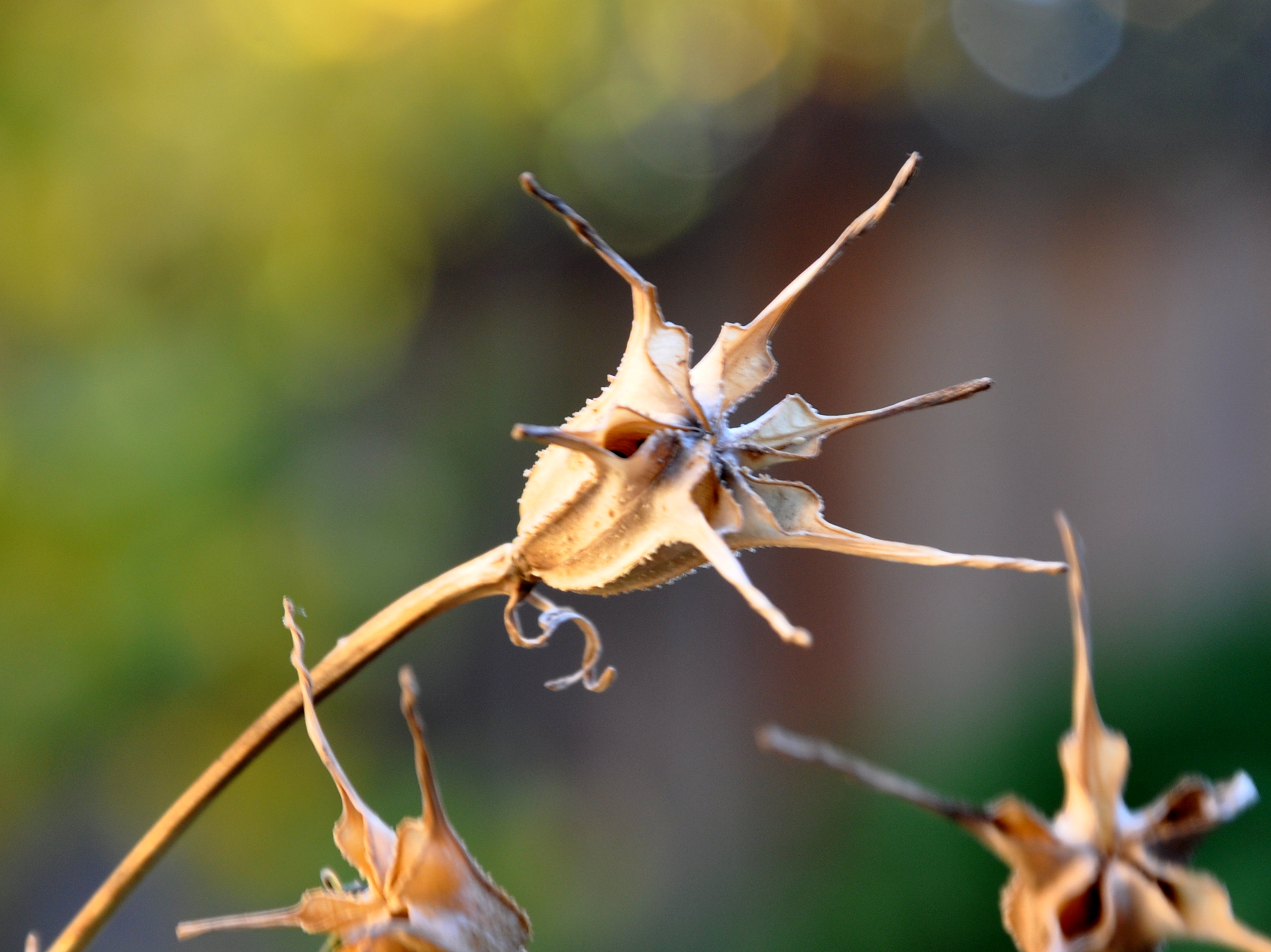 Seeds – Gardening Nirvana