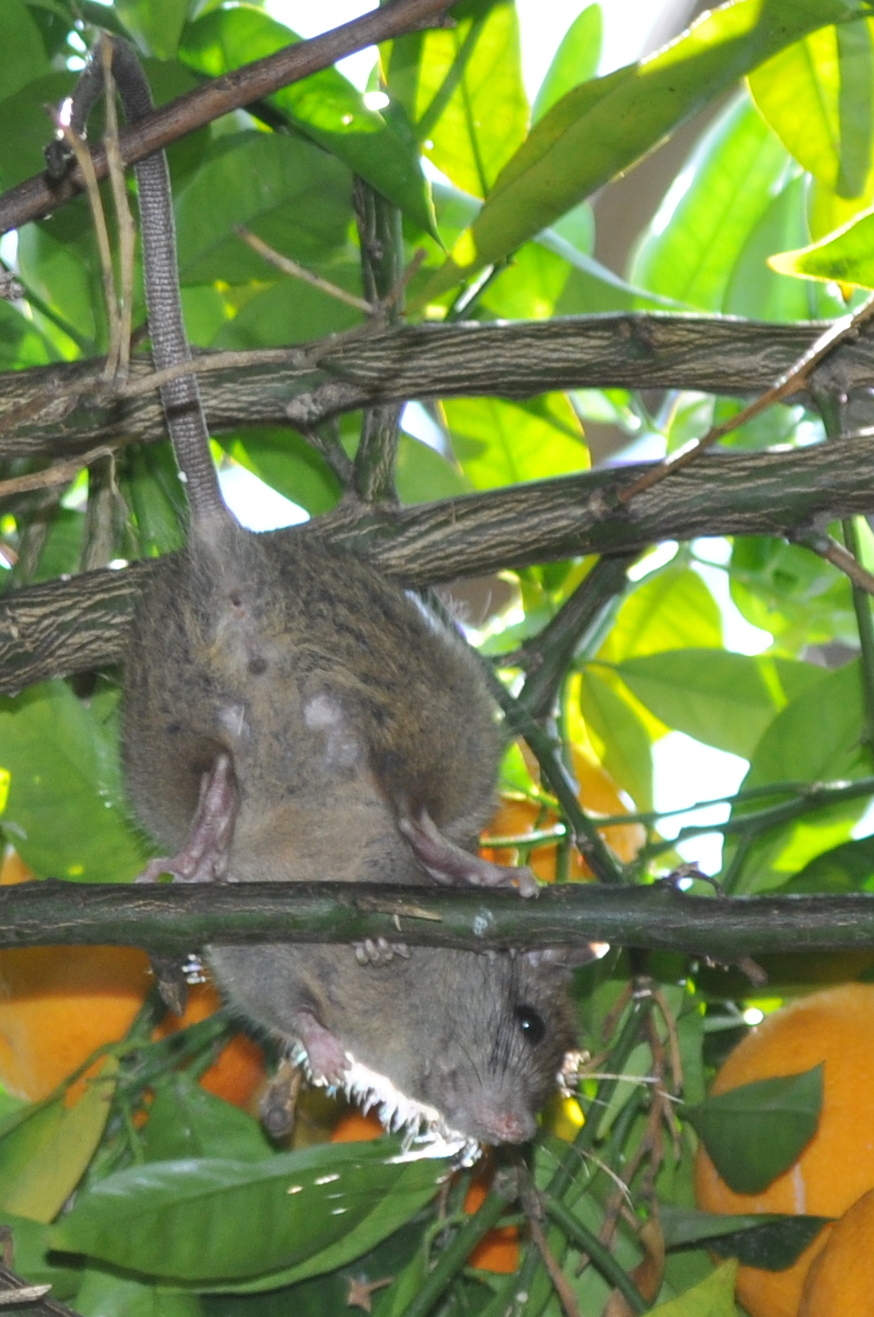 Rats – Gardening Nirvana