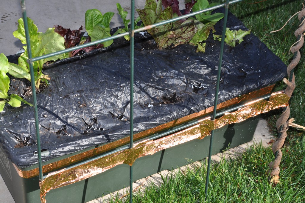 EarthBox: Growing our Salad – Gardening Nirvana