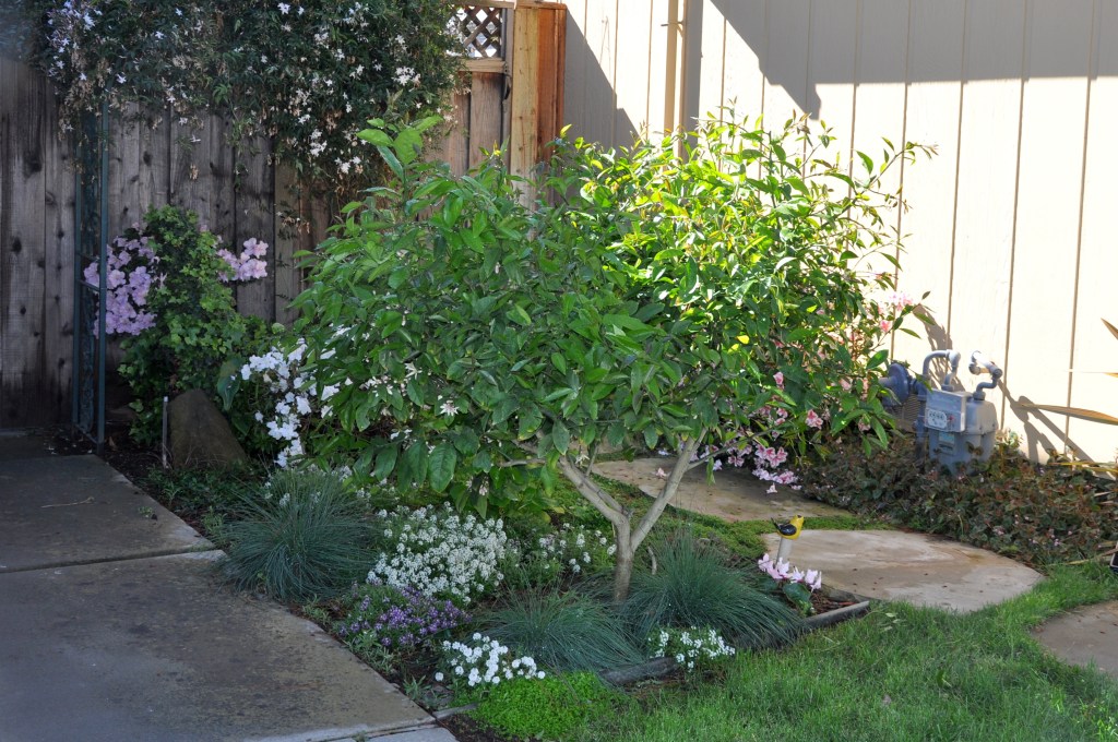 dwarf lemon tree – Gardening Nirvana