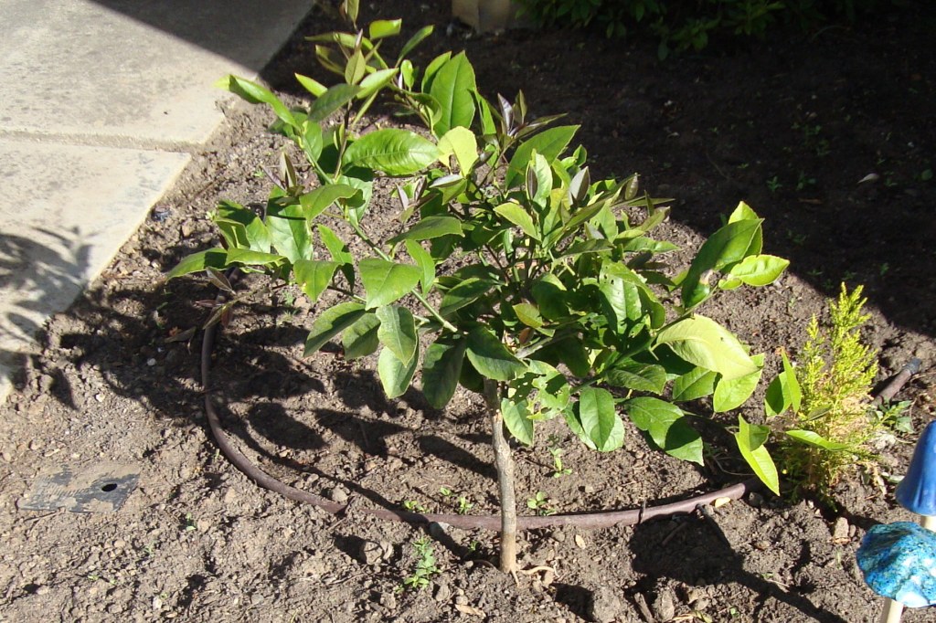 dwarf lemon tree – Gardening Nirvana