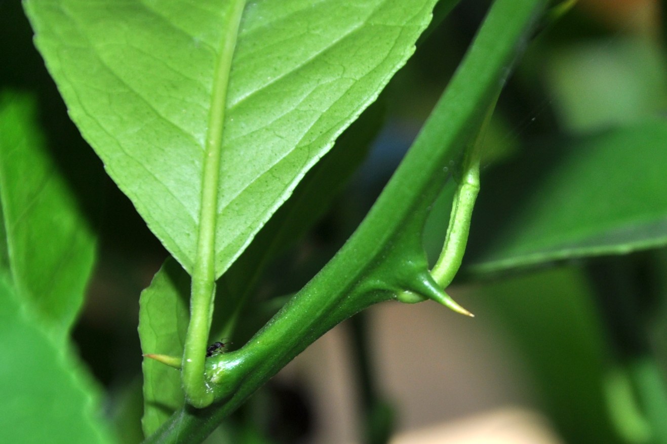 dwarf lemon tree – Gardening Nirvana