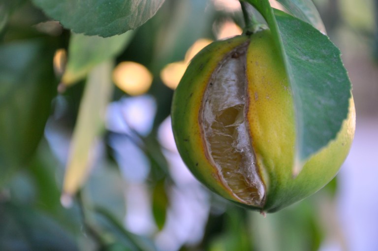 dwarf lemon tree – Gardening Nirvana