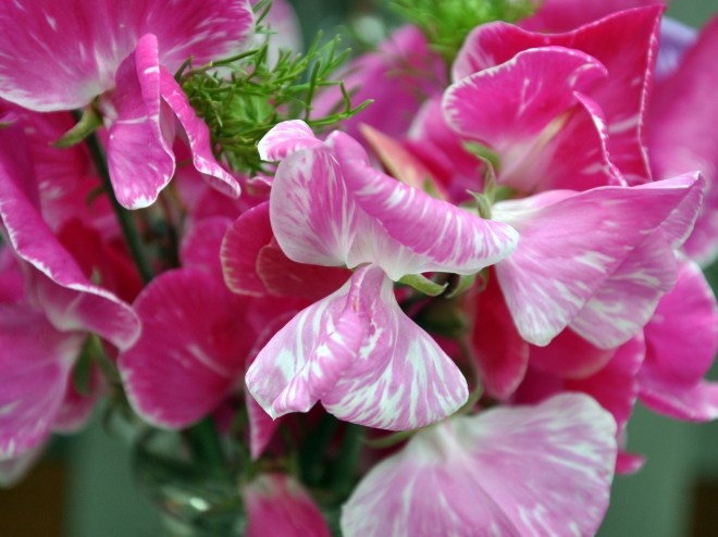 growing sweet peas – Gardening Nirvana
