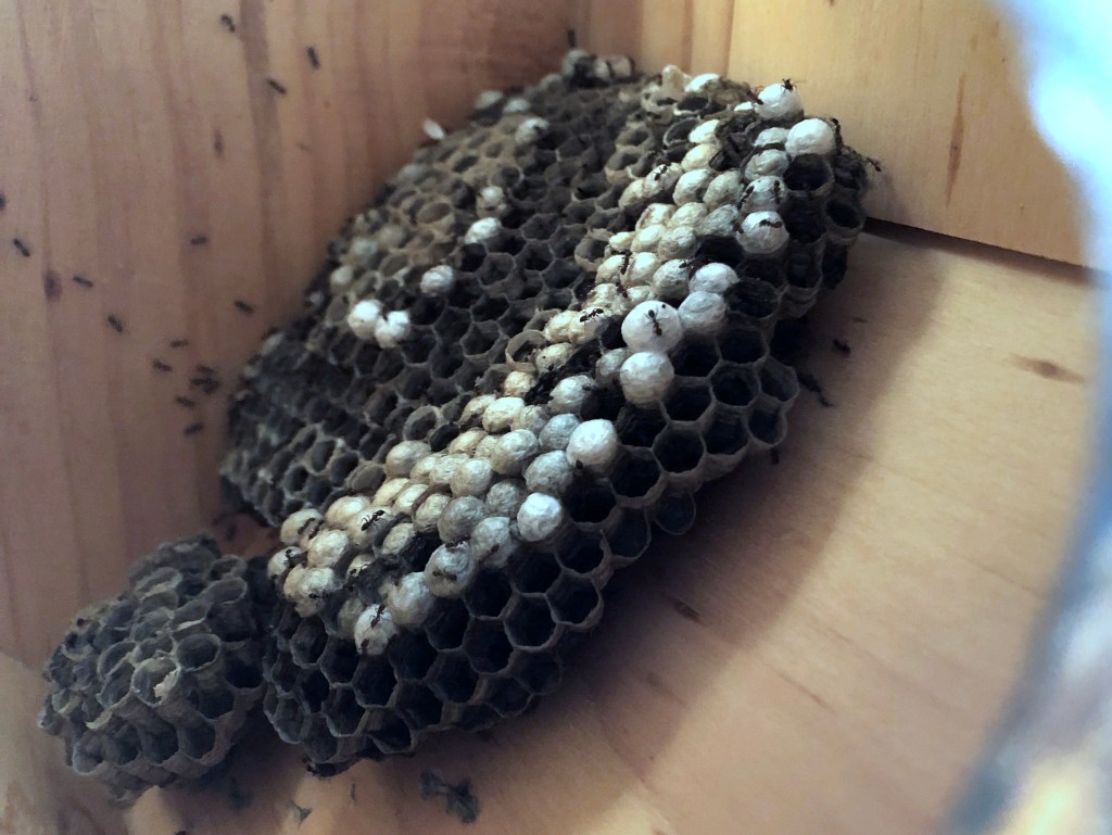 Pine Needles and Paper Wasps – Gardening Nirvana