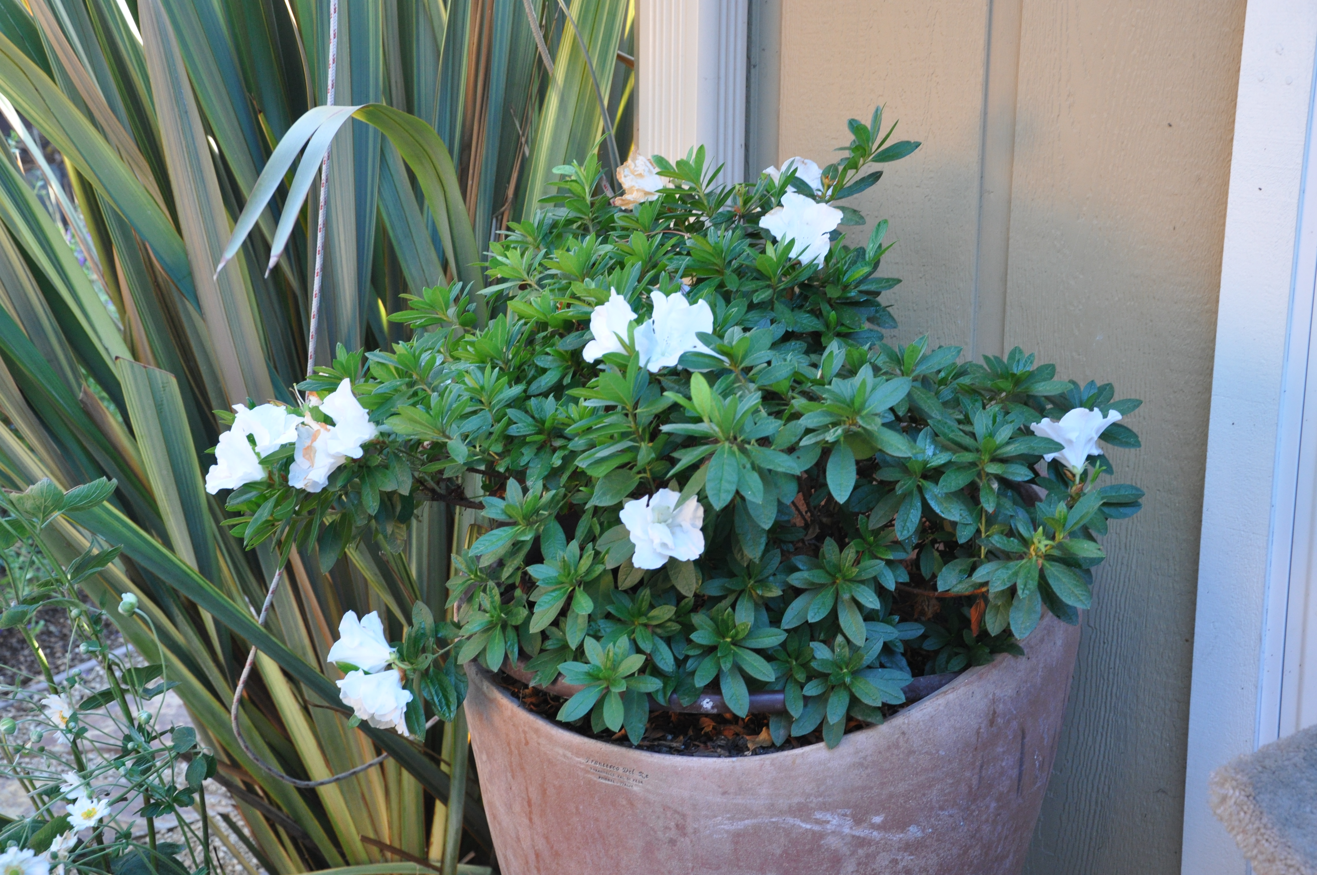 Thirty Days in the Garden: And in This Corner – Gardening Nirvana