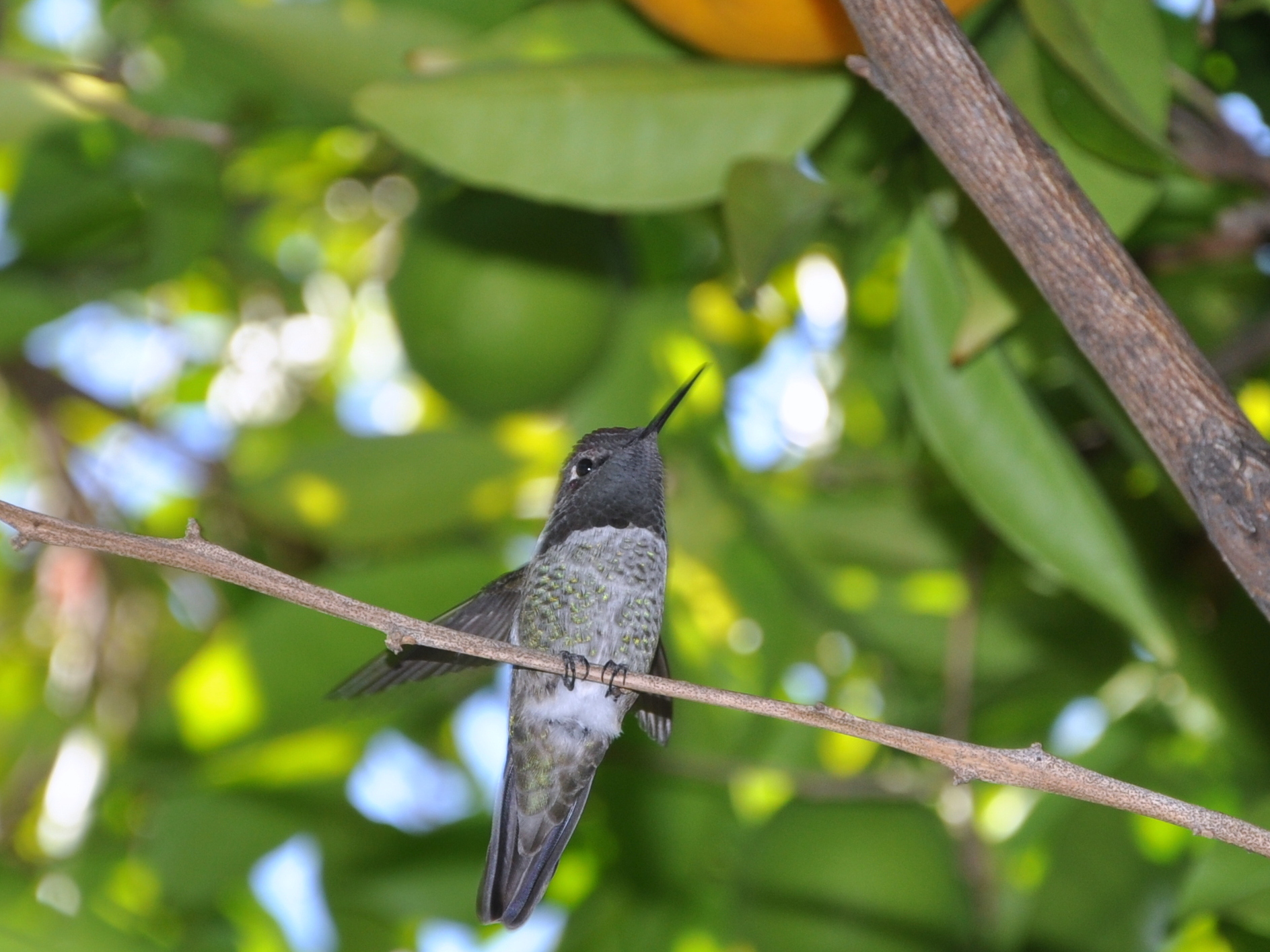 Thirty Days in the Garden: Citrus in Bloom – Gardening Nirvana