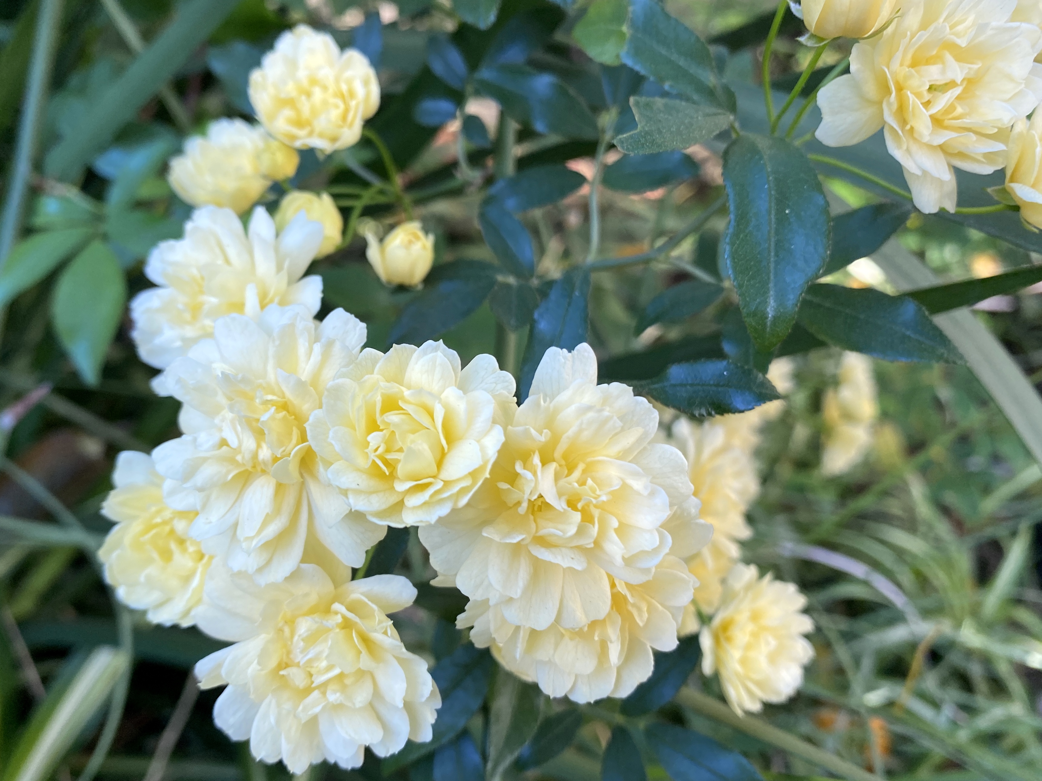 Lady Banksia Climbing Rose Rosa Banksiae Seeds, Lady Banks' Rose