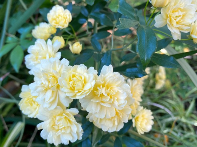 Thirty Days in the Garden: Lady Banks Rose – Gardening Nirvana