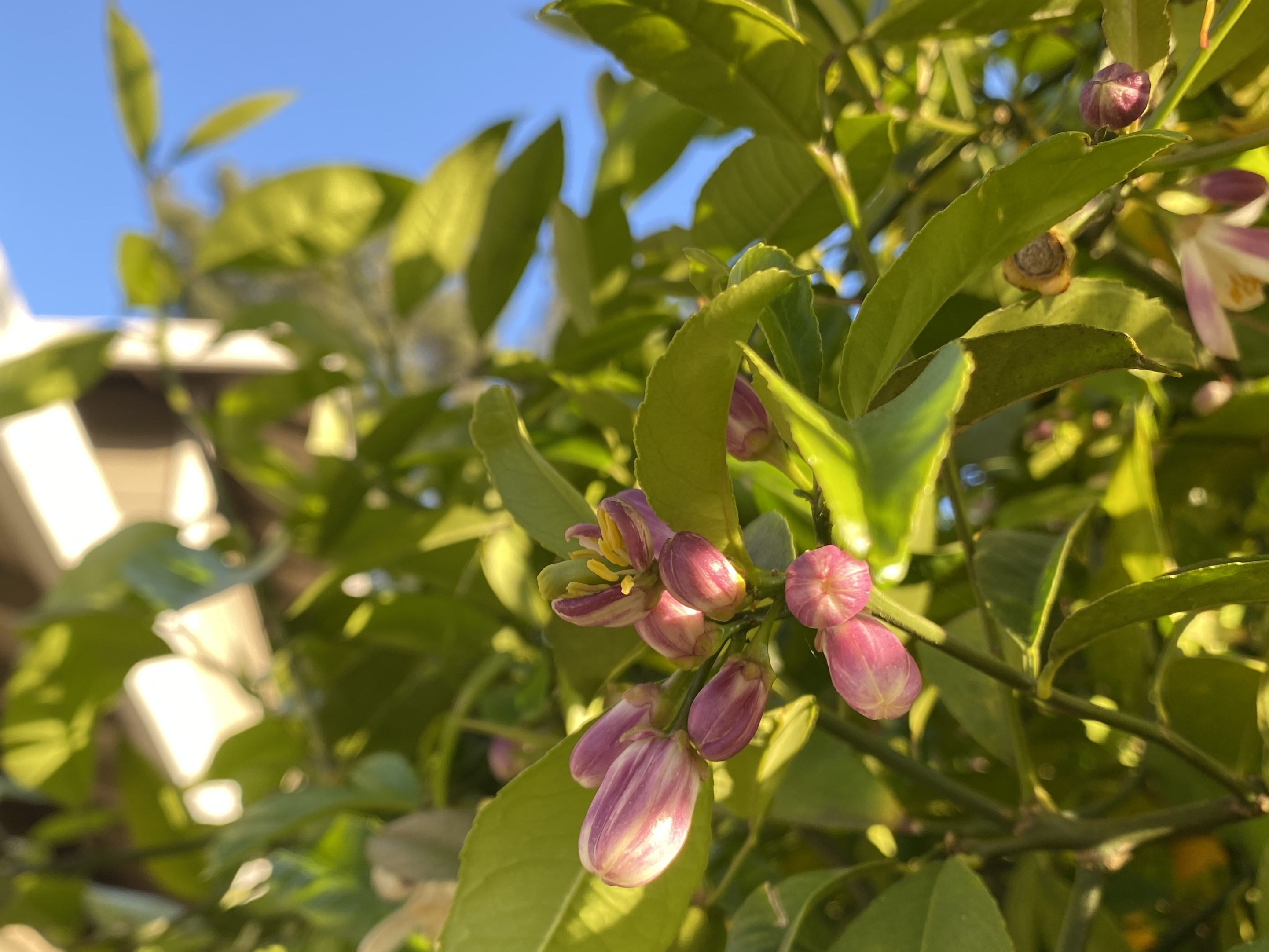 Thirty Days in the Garden: Citrus in Bloom – Gardening Nirvana