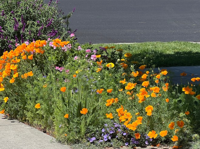 Drooping Flowers and the Hat-Pin Trick – Gardening Nirvana