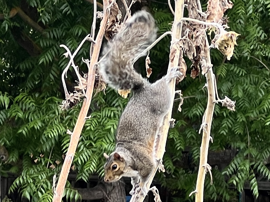 Squirrel Shenanigans – Gardening Nirvana
