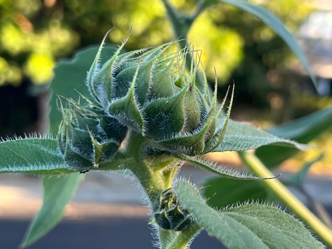 Drooping Flowers and the Hat-Pin Trick – Gardening Nirvana