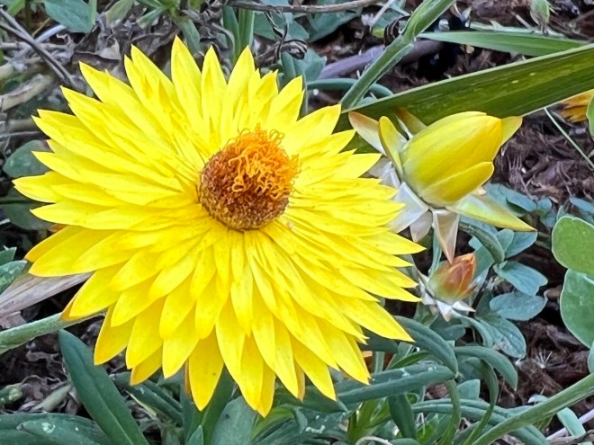 Drooping Flowers and the Hat-Pin Trick – Gardening Nirvana