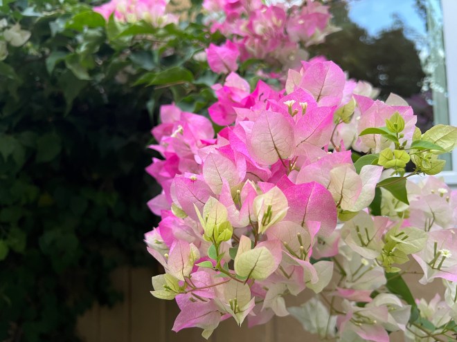 Drooping Flowers and the Hat-Pin Trick – Gardening Nirvana