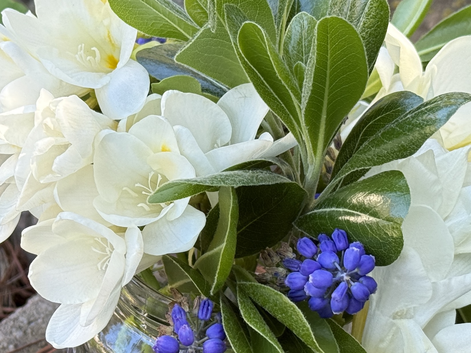 In a Vase on Monday: Freesias and Muscari – Gardening Nirvana